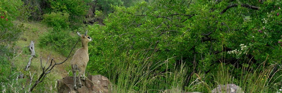 Kruger National Park, trip or route planner with 380 large photos in ...