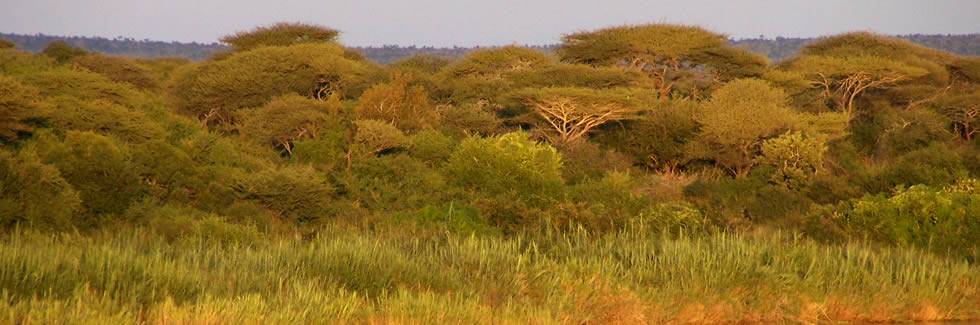 Kruger Wildtuin Roetegids met 380 groot fotos in 340 bladsye.'n PDF ...